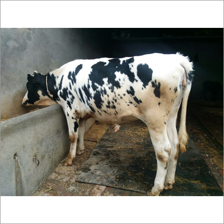 Pure Hf Cow at Best Price in Karnal, Haryana | Mn Dairy Farm