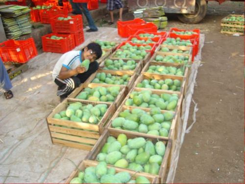 Fresh Mangoes at Best Price in Surat, Gujarat | Shreeji Mango Farm
