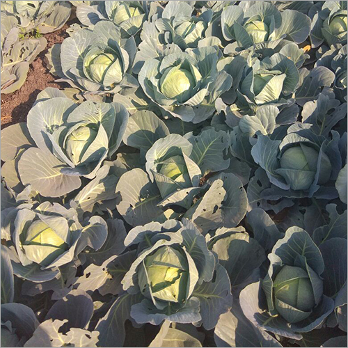 Cabbage at Best Price in Ahilyanagar, Maharashtra | Shlok Import & Export