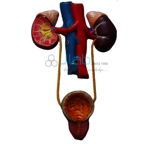 Human Excretory System Model at Best Price in Ambala | Jain Laboratory ...