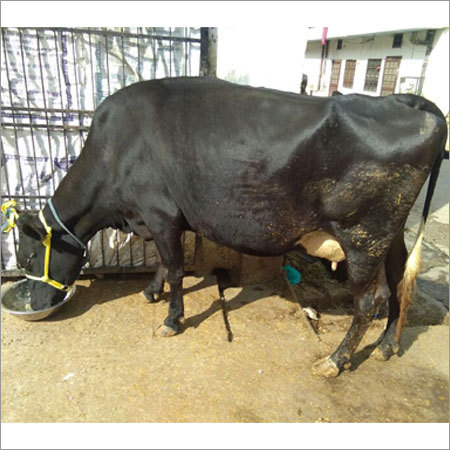 Hf Cross Breed Cow at Best Price in Karnal | Raheja Dairy Farm