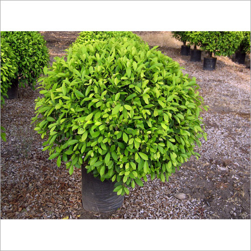 Ficus Panda Plant at Best Price in Bengaluru, Karnataka | Dhanush Gowda ...