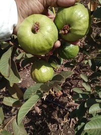 High Capacity Thai 7 Guava Plant at Best Price in Basirhat | Sabuj Nursery