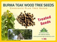 Burma Teak Wood Tree Seeds at Best Price in Coimbatore | Pioneer Agro ...