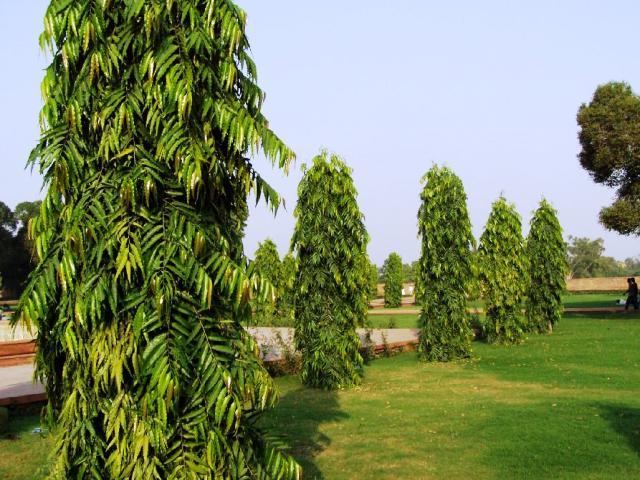 Polyalthia Longifolia Tree Seed at Best Price in Coimbatore | Pioneer ...