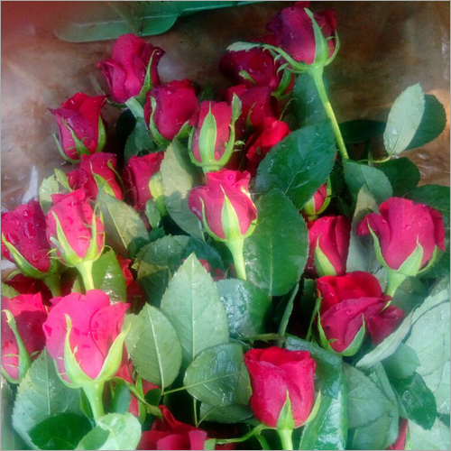Dutch Rose Flowers at Best Price in Pune, Maharashtra | Jaibadi ...