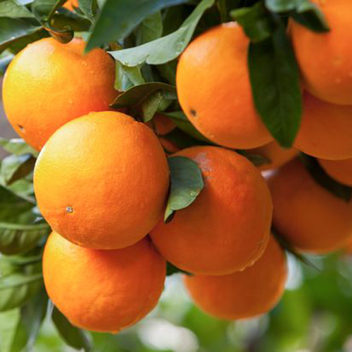 Fresh Orange Fruits at Best Price in Raipur, Chhattisgarh | Fruitz India