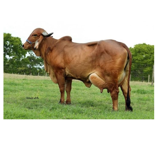 Gir Cow In India at Best Price in Karnal | Nand Pari Dairy Farms