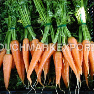 Carrots at Best Price in Ramanathapuram, Tamil Nadu | Touch Mark Export