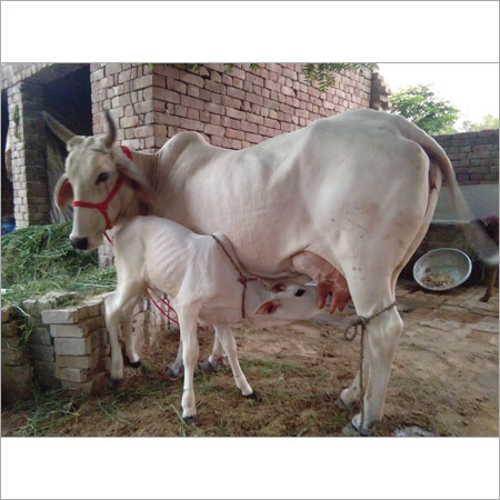 Tharparkar Cow at Best Price in Karnal, Haryana | M/s New Kissan Dairy Farm