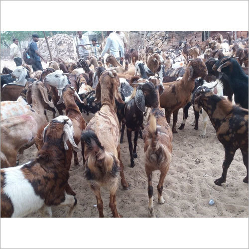 Pure Sirohi Breed Goat at Best Price in Ajmer | B. K. Goat Farming