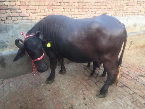Pure Murrah Buffalo at Best Price in Karnal, Haryana | Parkash Dairy Farm