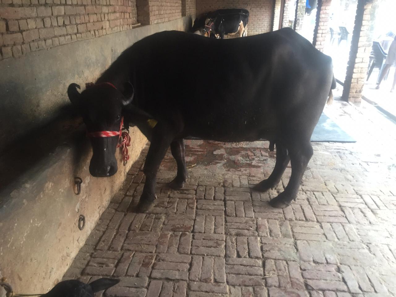 Pure Murrah Buffalo at 90000.00 INR in Karnal, Haryana | Parkash Dairy Farm