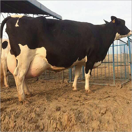 Black And White Pure Hf Breed Cow at Best Price in Bengaluru | Koushik Dairy Farm