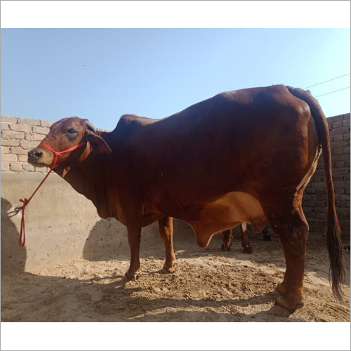 Brown Gir Cow at Best Price in Karnal, Haryana | Jai Pal Dairy Farm