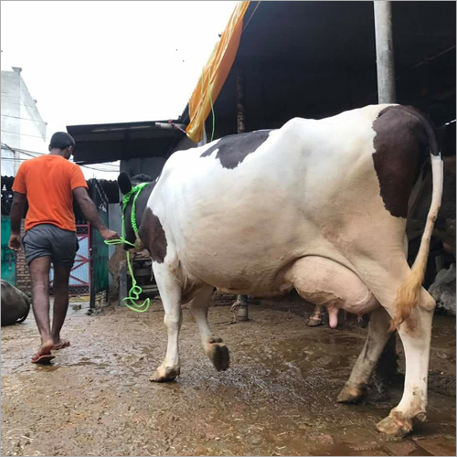 Black And White Pure Gir Cow at Best Price in Karnal | Jai Pal Dairy Farm