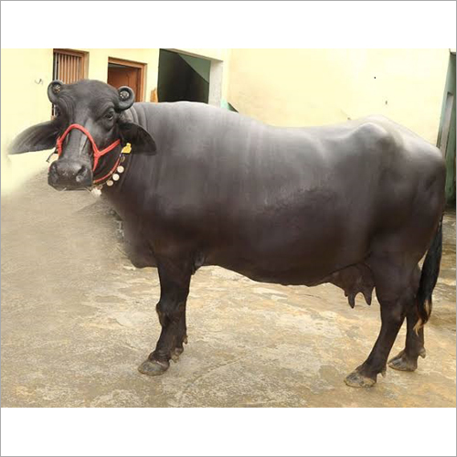 Pure Murrah Buffalo at Best Price in Karnal, Haryana | Jai Pal Dairy Farm