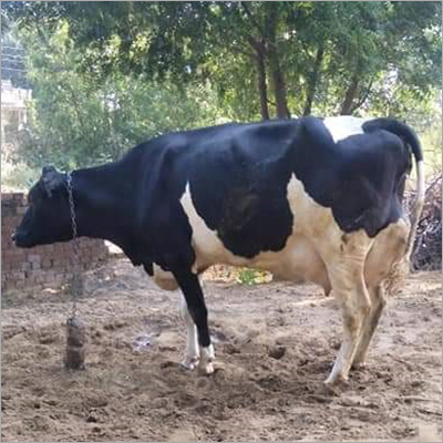 Hf Cow - Milk Capacity 20-25 Liters Per Day | Black And White, Female Breed at Best Price in ...