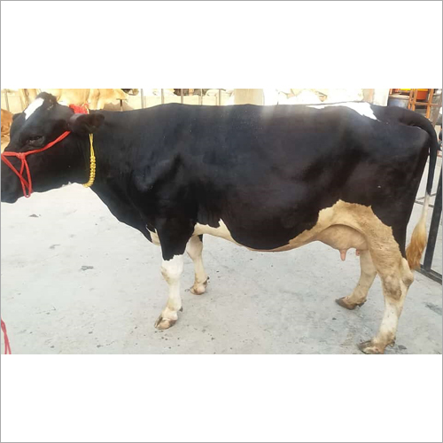 Hf Cow - Milk Capacity 20-25 Liters Per Day | Black And White, Female Breed at Best Price in ...