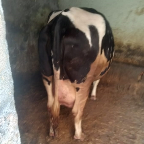 Hf Cow - Milk Capacity 20-25 Liters Per Day | Black And White, Female Breed at Best Price in ...