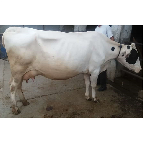 Hf Cow - Milk Capacity 20-25 Liters Per Day | Black And White, Female Breed at Best Price in ...