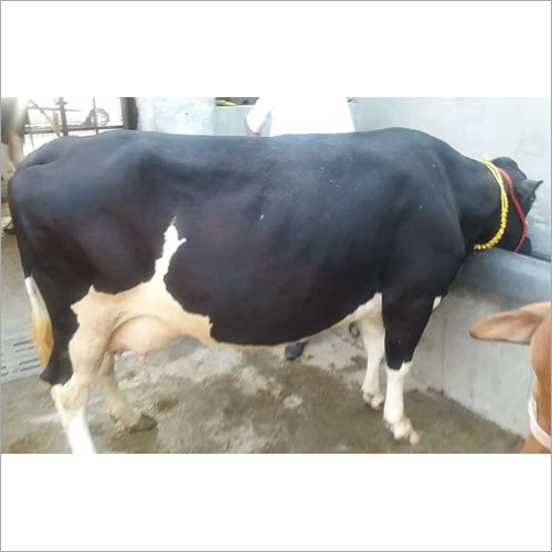 Hf Cow - Milk Capacity 20-25 Liters Per Day | Black And White, Female Breed at Best Price in ...