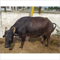 Black High Milking Murrah Buffalo at Best Price in Karnal | Bhim Dairy Farm