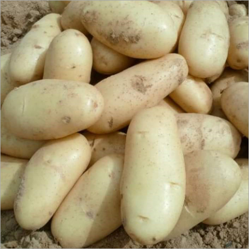 White Potato at Best Price in Pune, Maharashtra | Mauli Exports And Imports