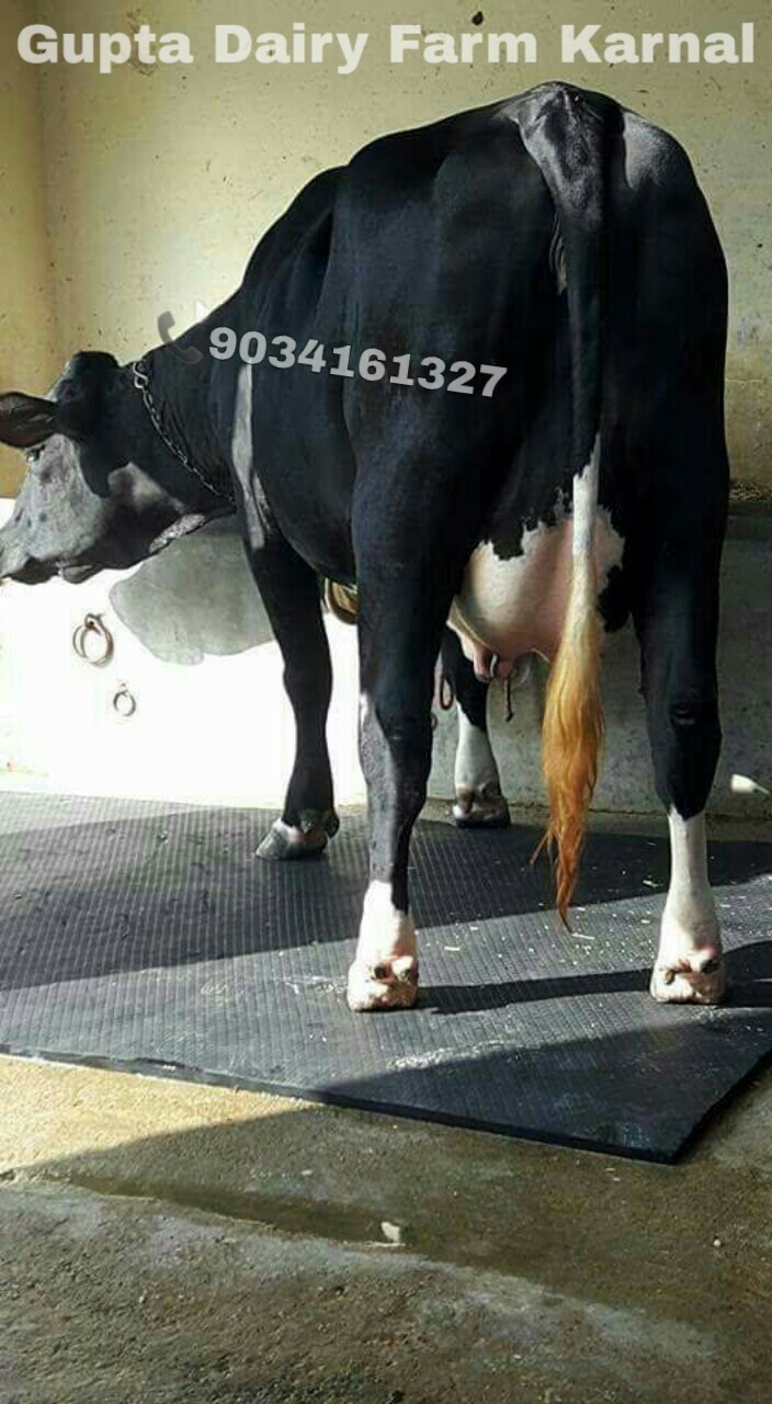 Hf Cross Cow at 45000.00 INR in Karnal, Haryana | Harshit Gupta Dairy Farm