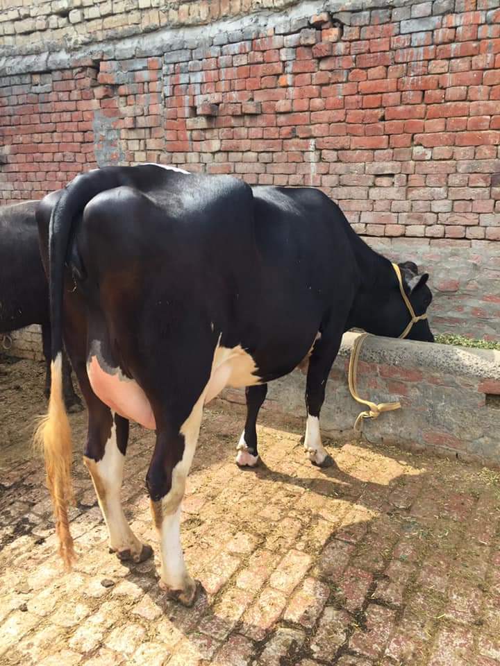 Hf Cross Cow at 45000.00 INR in Karnal, Haryana | Harshit Gupta Dairy Farm