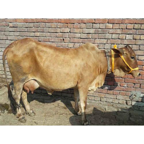 Original Breed Sahiwal Cow at Best Price in Karnal | Nathu Ram Dairy Farm