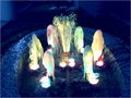 Foam Jet With Flower Jet at Best Price in Delhi | Trinity Design