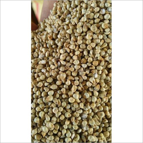 Organic Yellow Millet Seed at Best Price in Deesa | Parkar Enterprise