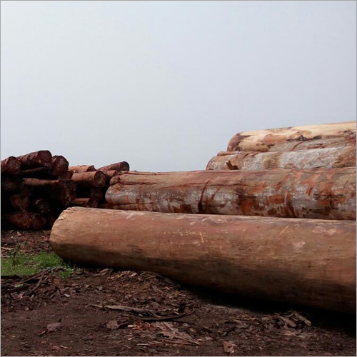 African Wood Log at Best Price in Goyang-si | In 4 Jc Co., Ltd