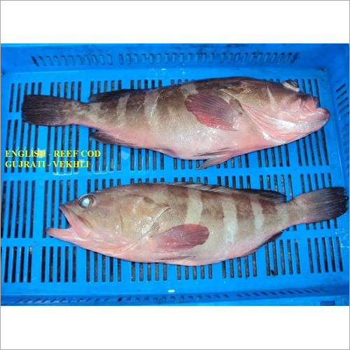 Reefcod Fish at Best Price in Veraval, Gujarat | Rameshwar Cold Storage
