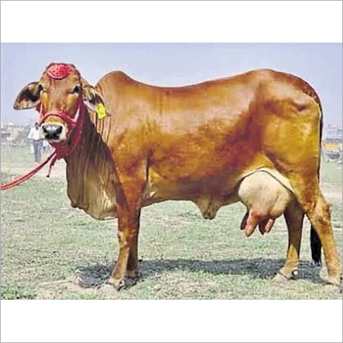 Brown Pure Sahiwal Cow at Best Price in Karnal | Pearl Dairy Farm