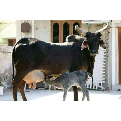 Pure Kankrej Cow at Best Price in Karnal, Haryana | Krishan Lal Dairy Farm