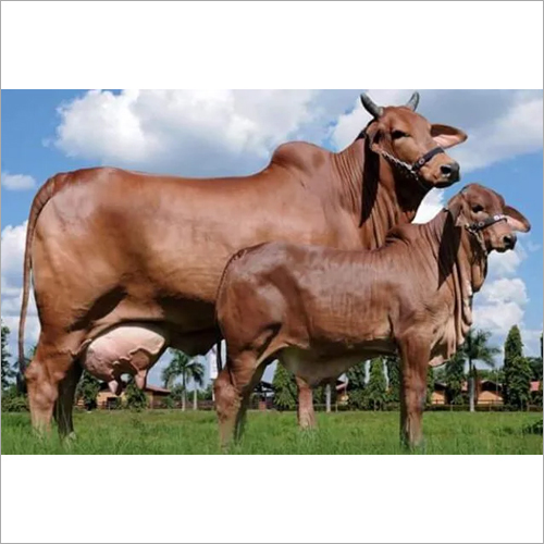 Dairy Sahiwal Cow at Best Price in Karnal, Haryana | Krishan Lal Dairy Farm