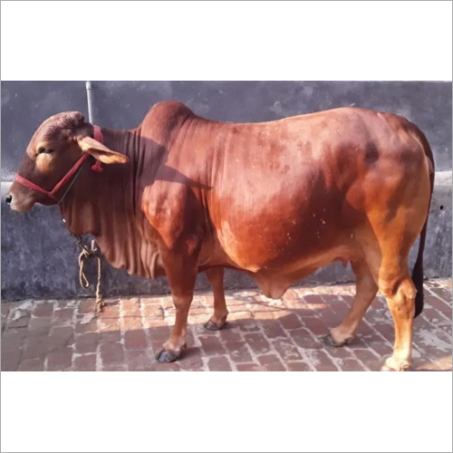 Indian Sahiwal Cow at Best Price in Karnal, Haryana | Krishan Lal Dairy ...