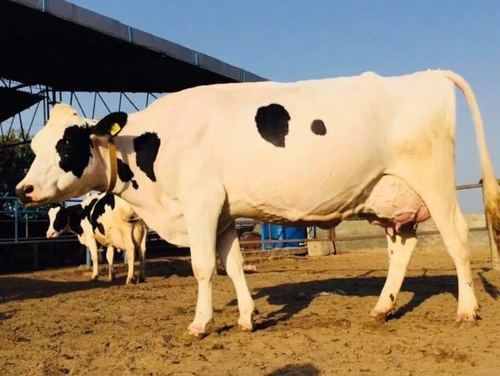 Pure Breed Cow High Milking Cow at Best Price in Karnal | Krishan Lal ...