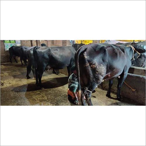 Black Desi Cow at Best Price in Hyderabad, Telangana | Hassan Dairy Farm