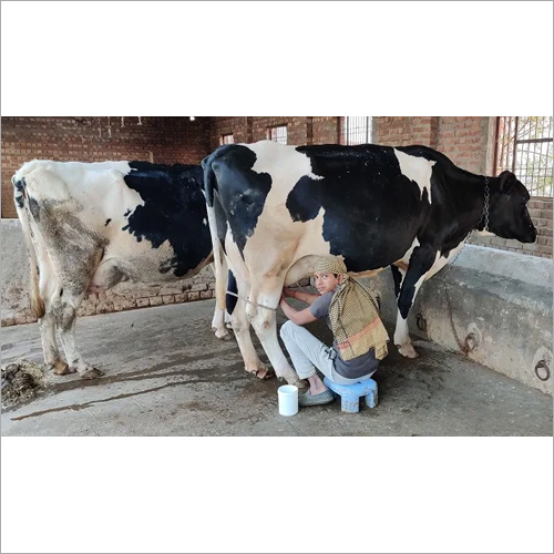 High Milking Hf Cow at Best Price in Karnal | Kartik Dairy Farm