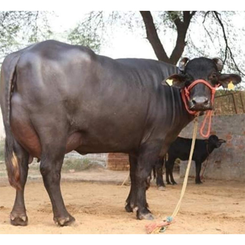 Murrah Buffalo at Best Price in Karnal, Haryana | Tinopal Dairy Wala