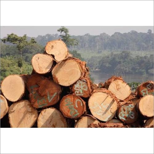 Black Limba (frake) Wood Logs at Best Price in Amsterdam | Fresh ...