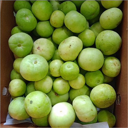 Tinda at Best Price in Pune, Maharashtra | Sujay Agro Exports