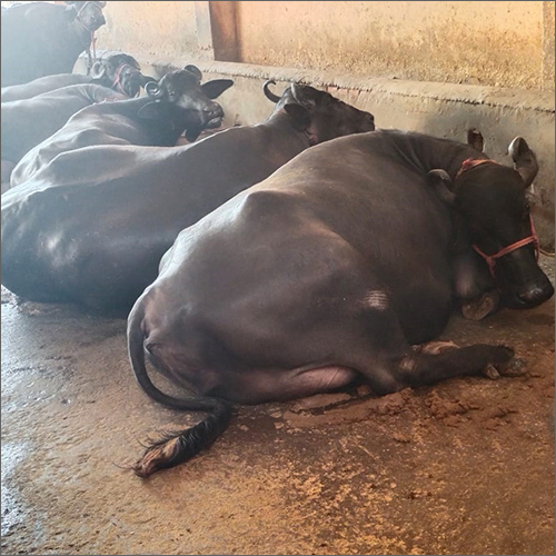 Pure Murrah Buffalo at Best Price in Karnal, Haryana | Bhan Kissan ...