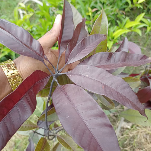 Black Stone Mango Plant at Best Price in Kolkata | Monalisa Nursery