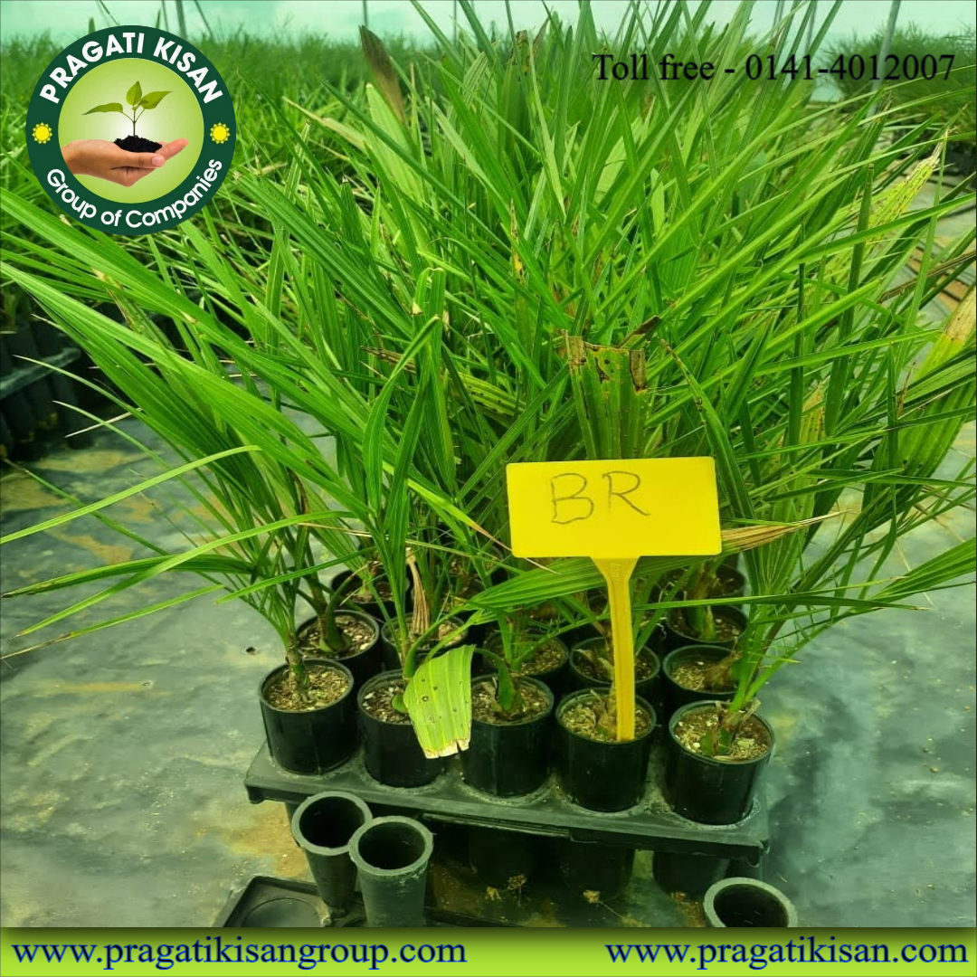 Date Palm Tissue Culture Plants at 3500.00 INR in Jaipur | Pragatikisan ...