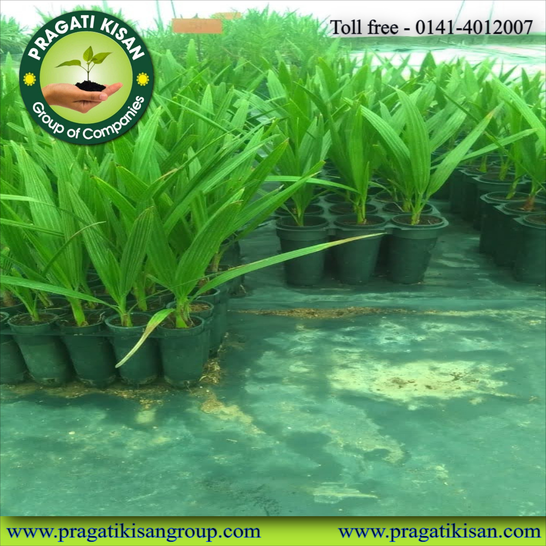 Date Palm Tissue Culture Plants at 3500.00 INR in Jaipur | Pragatikisan ...