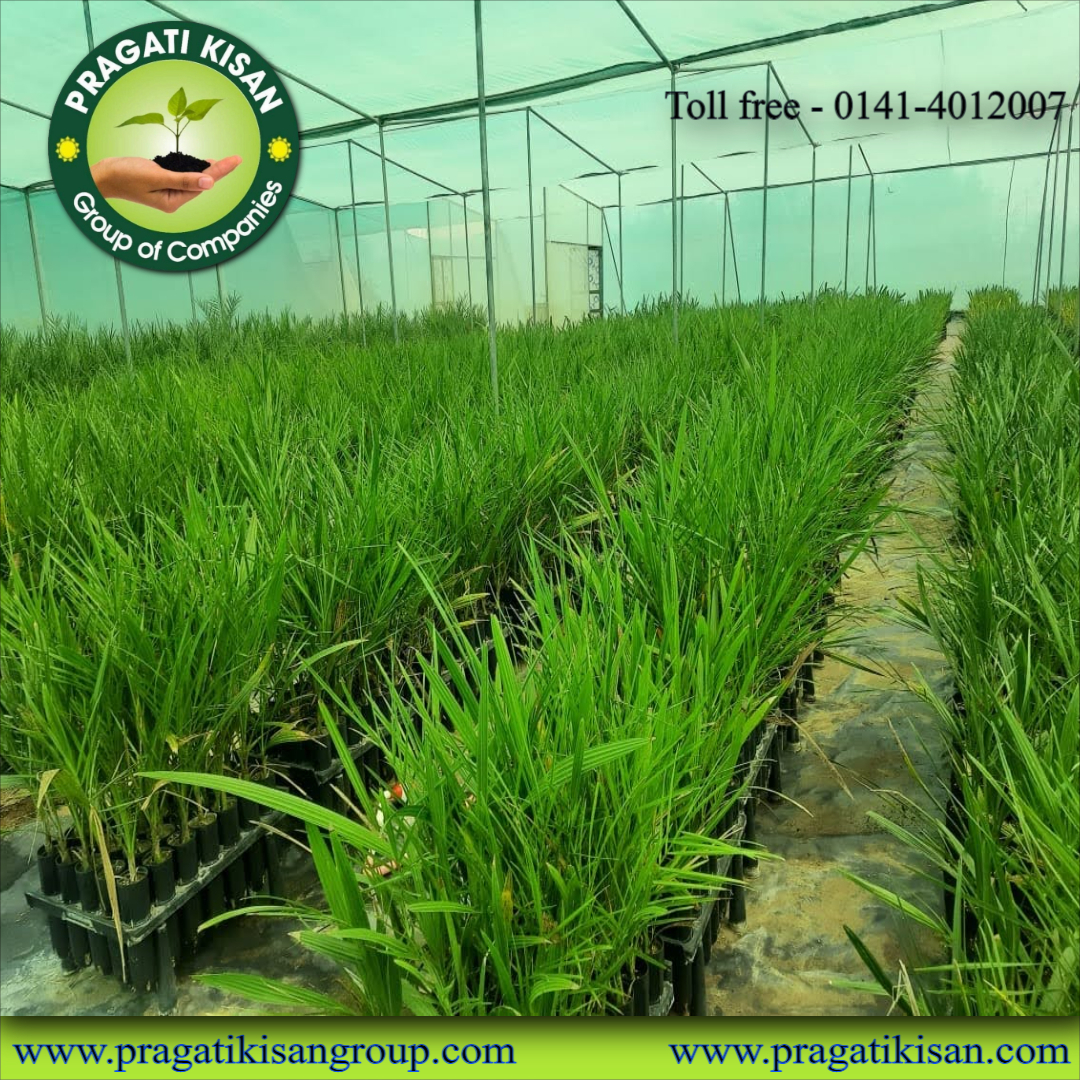 Date Palm Tissue Culture Plants at 3500.00 INR in Jaipur | Pragatikisan ...